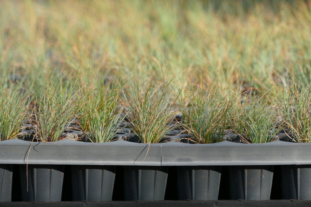 All You Need to Know About Plugs – Satinflower Nurseries