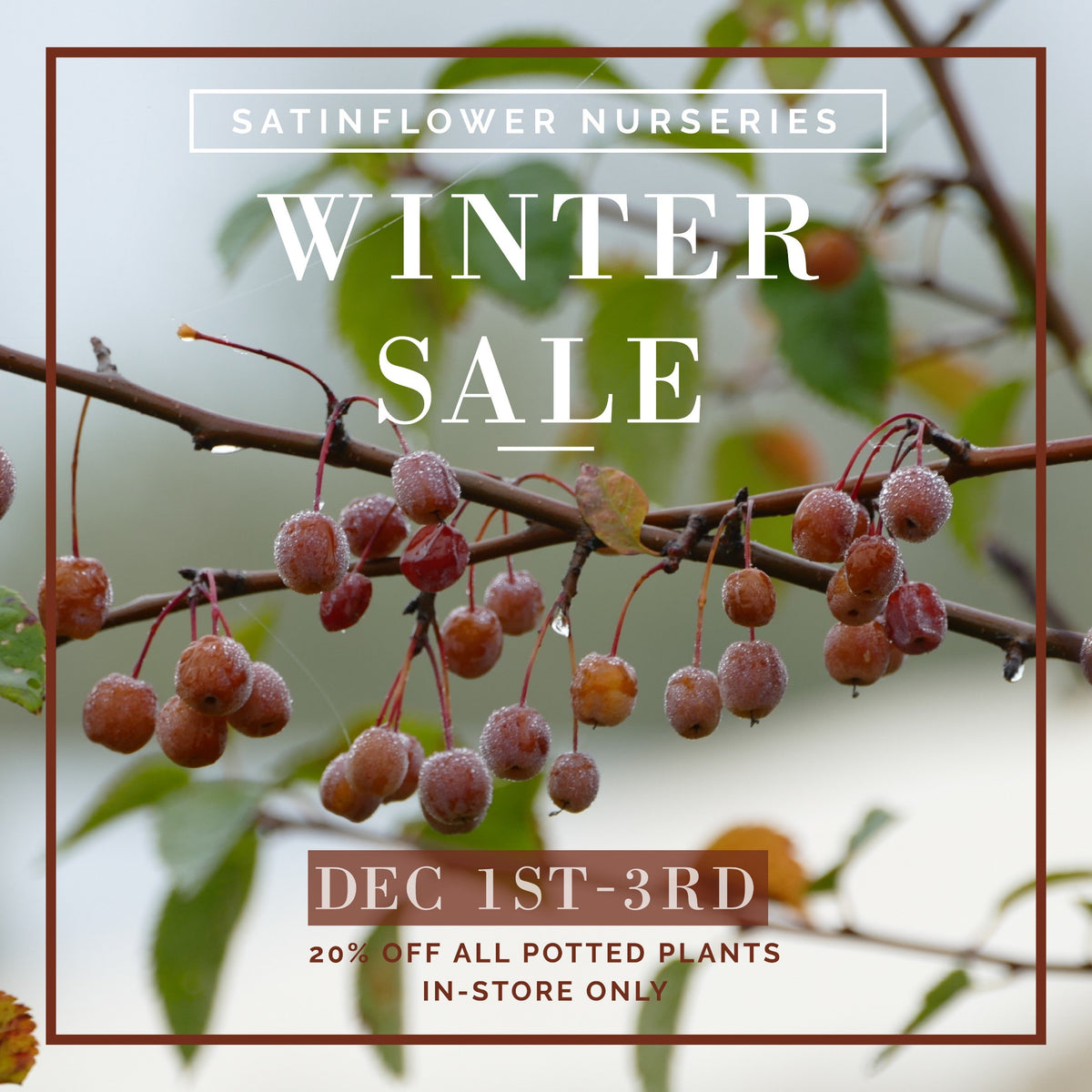 Winter Native Plant Sale – Satinflower Nurseries