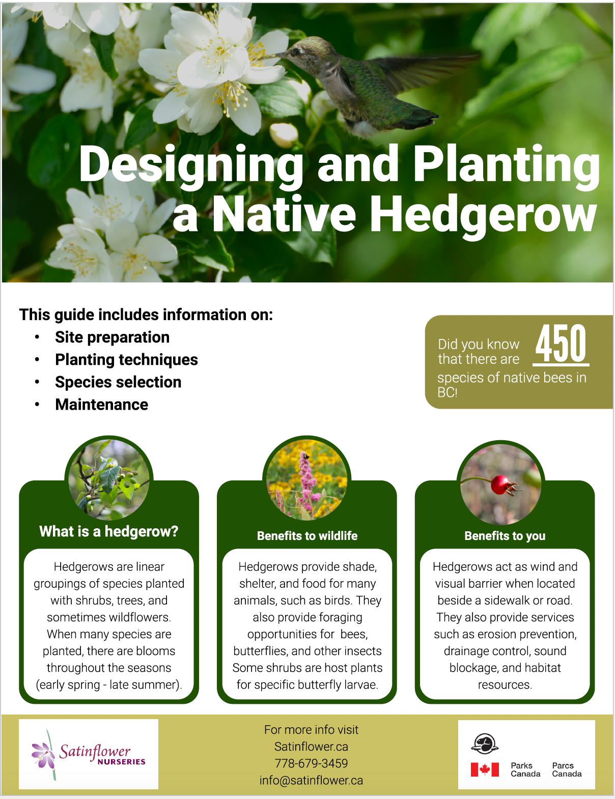 Designing and Planting a Native Hedgerow – Satinflower Nurseries