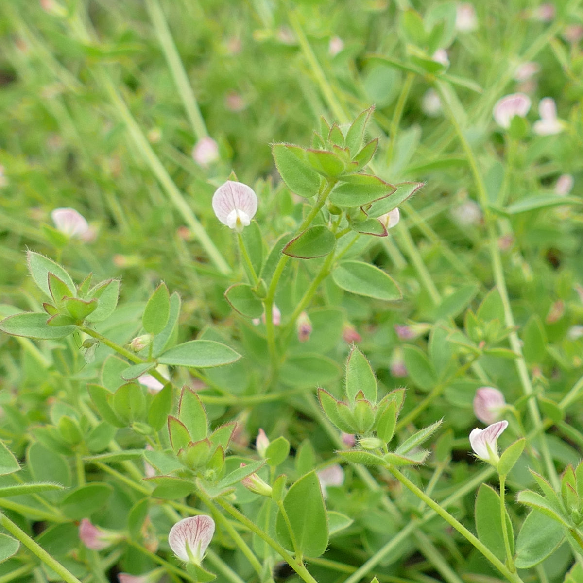Acmispon americanus (Spanish-clover) – Satinflower Nurseries