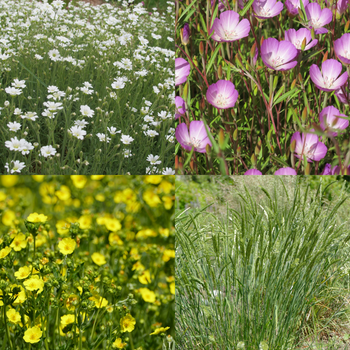 Designed Seed Blends – Satinflower Nurseries