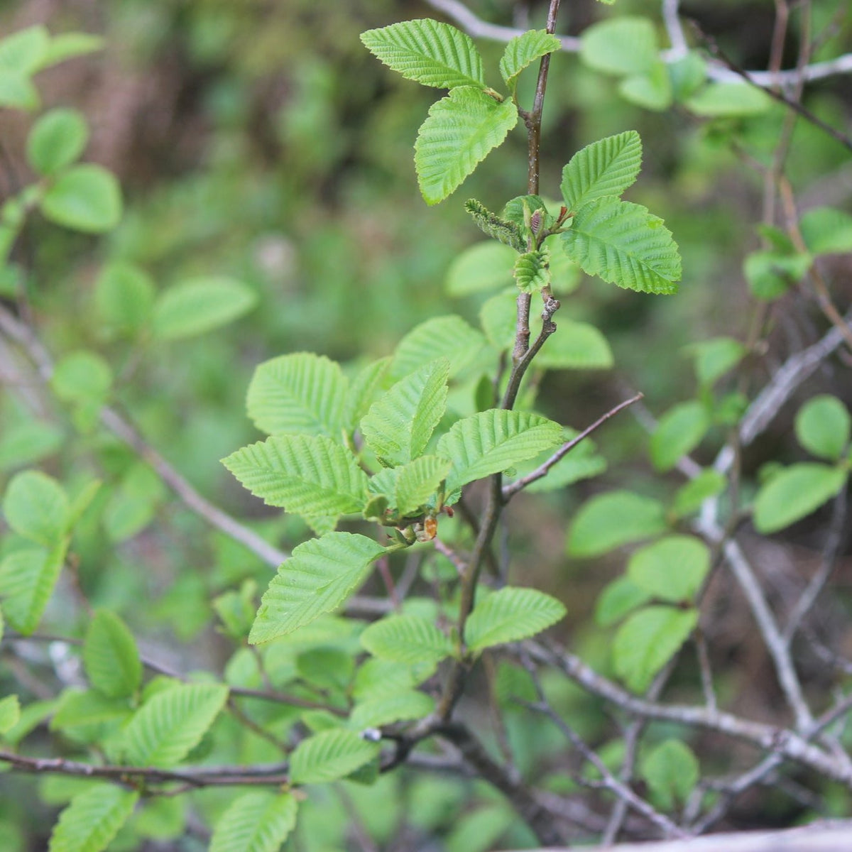 Alnus rubra (Red Alder) – Satinflower Nurseries