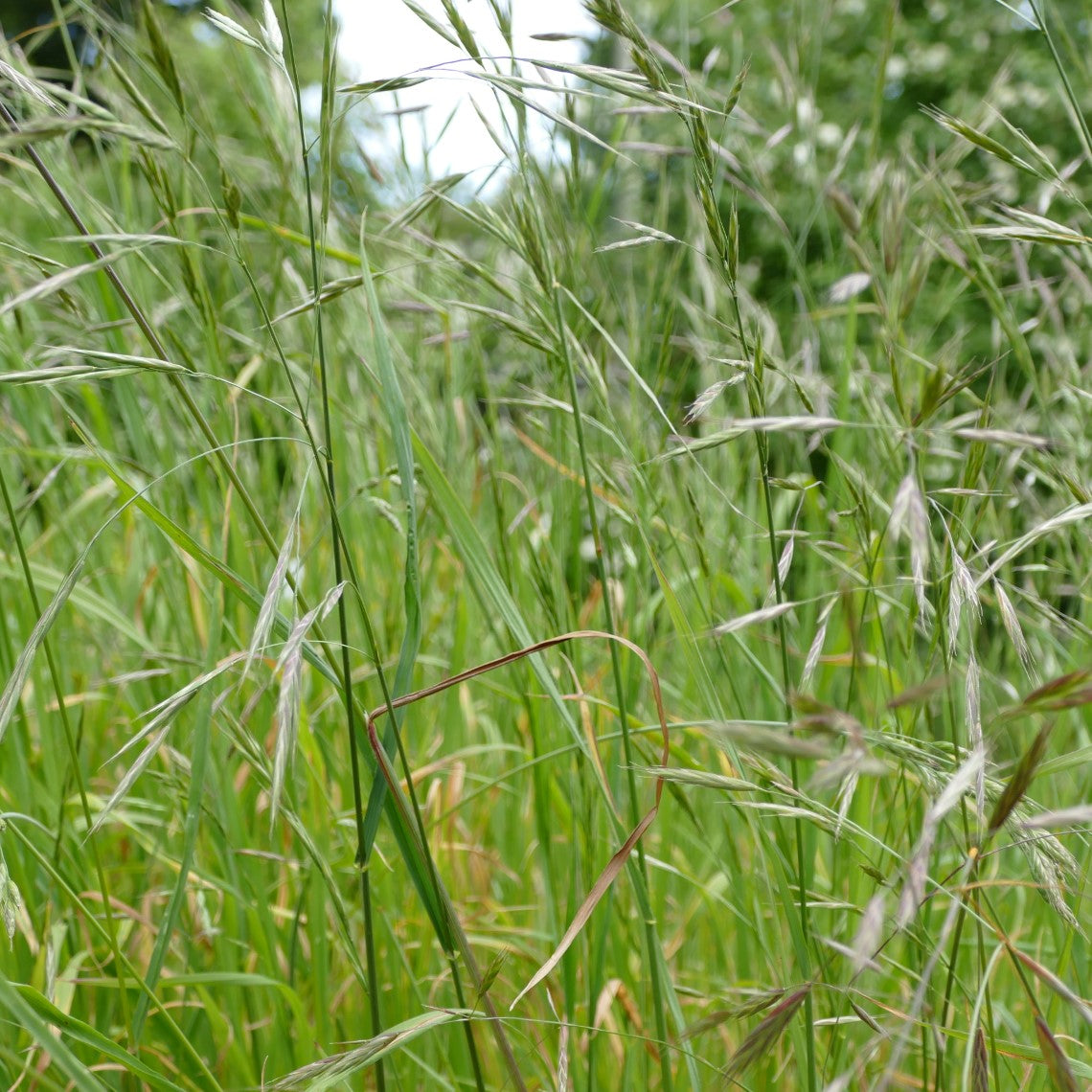 Bromus carinatus (California Brome) – Satinflower Nurseries