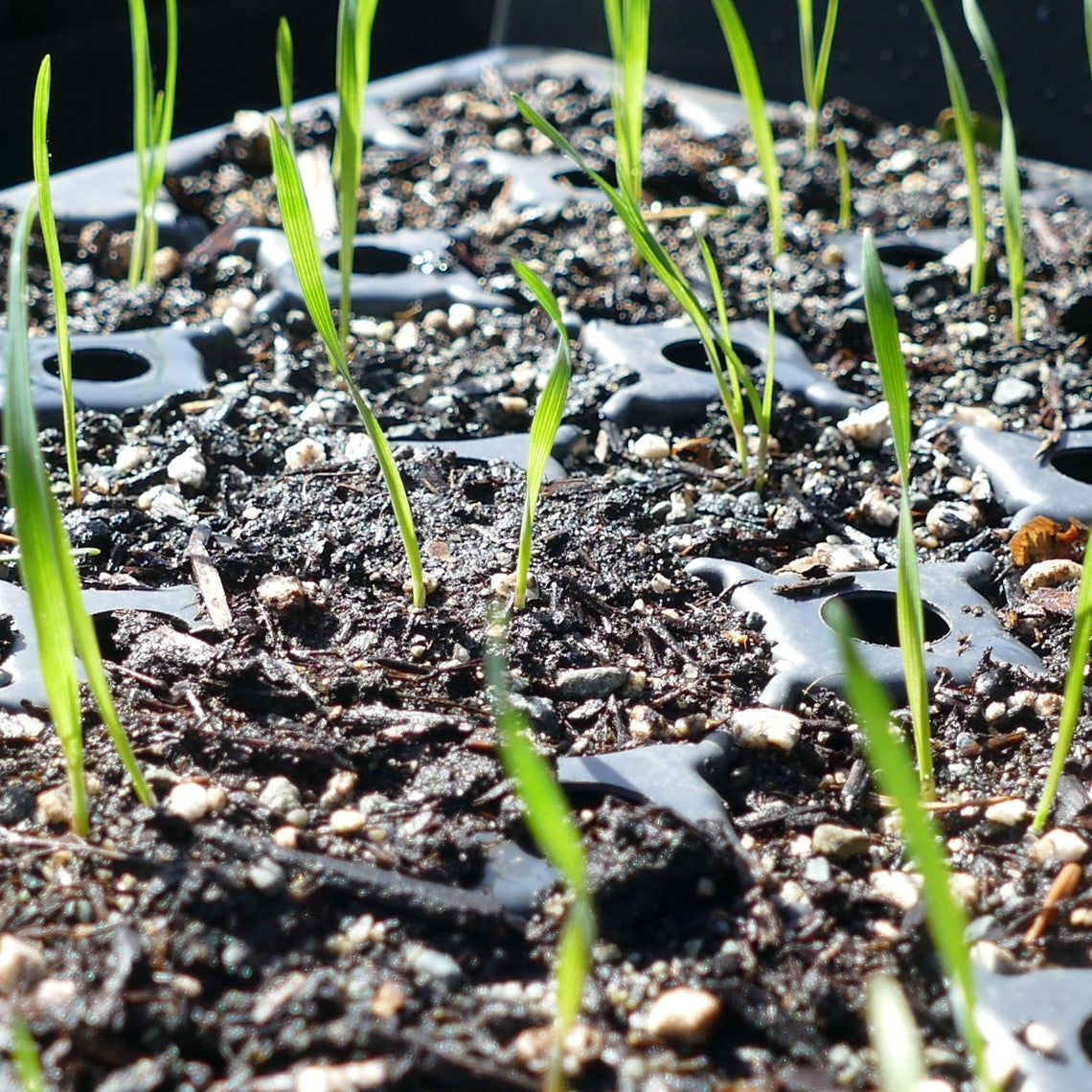 Bromus carinatus (California Brome) – Satinflower Nurseries