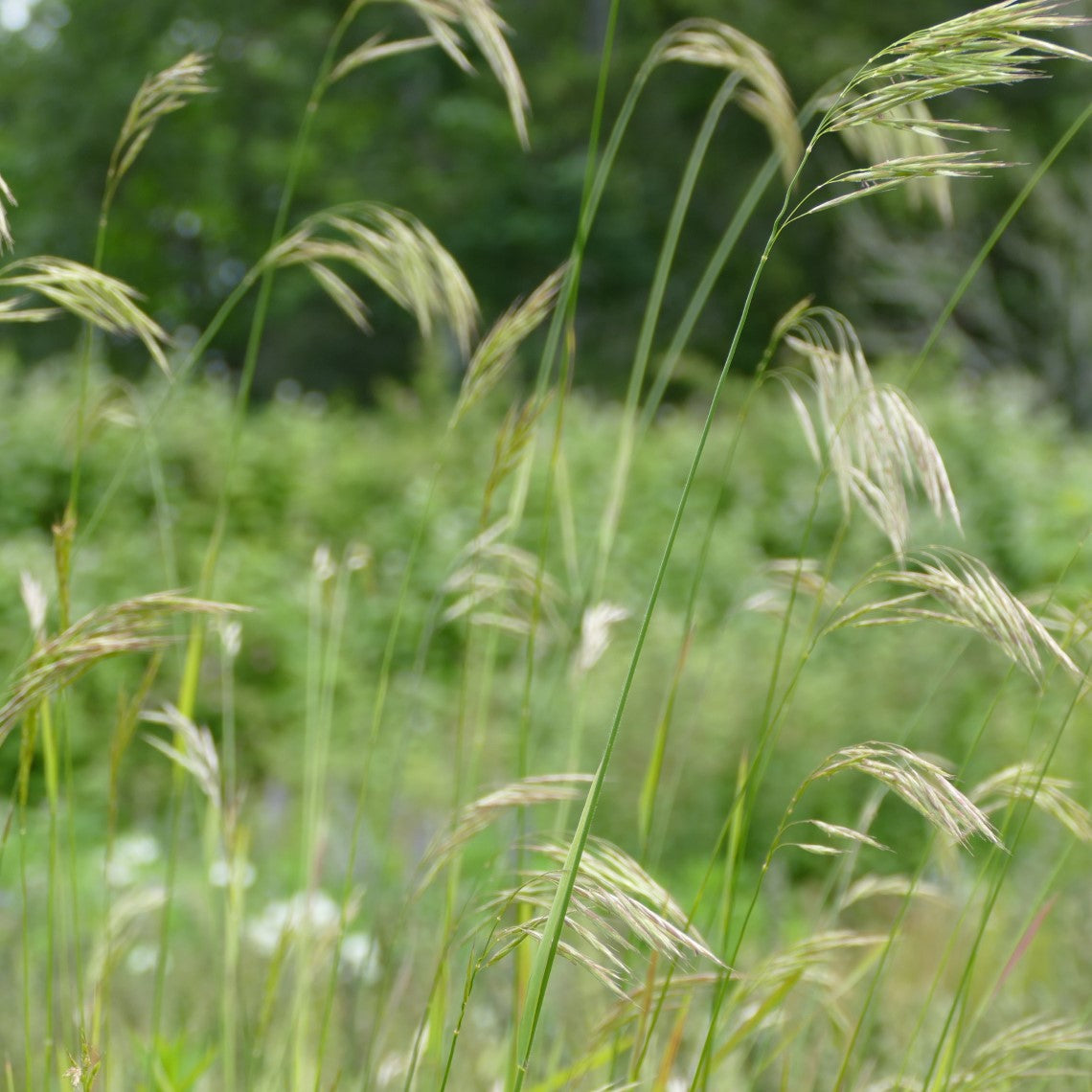 Bromus vulgaris (Columbia Brome) – Satinflower Nurseries