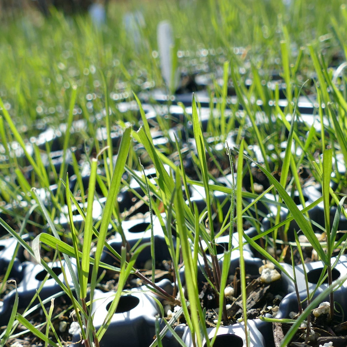 Elymus glaucus (Blue Wildrye) – Satinflower Nurseries