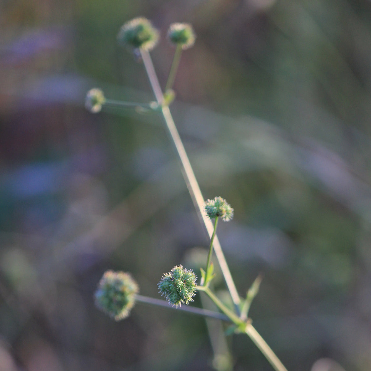Sanicula crassicaulis (Pacific Sanicle) – Satinflower Nurseries