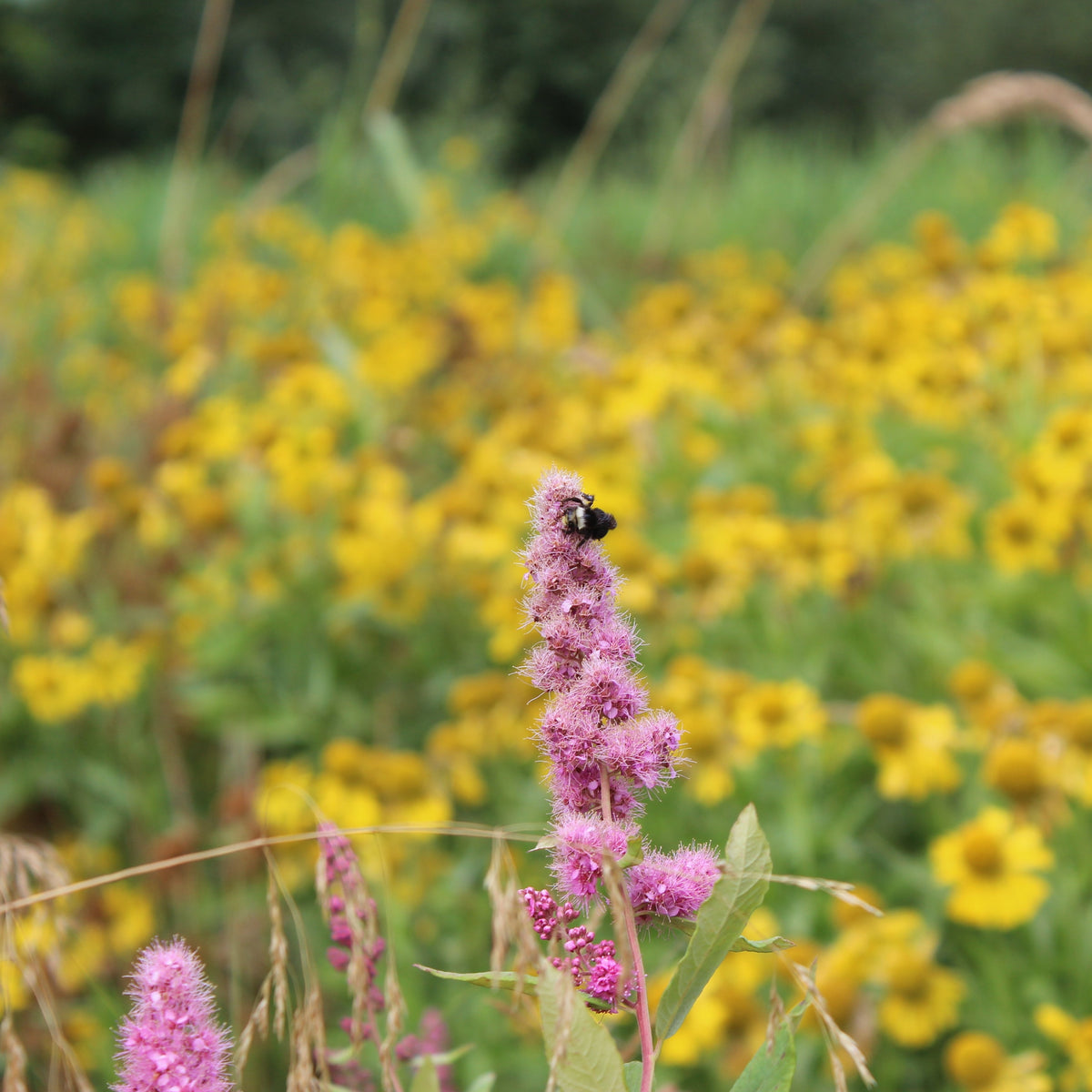 Spiraea douglasii (Hardhack) – Satinflower Nurseries