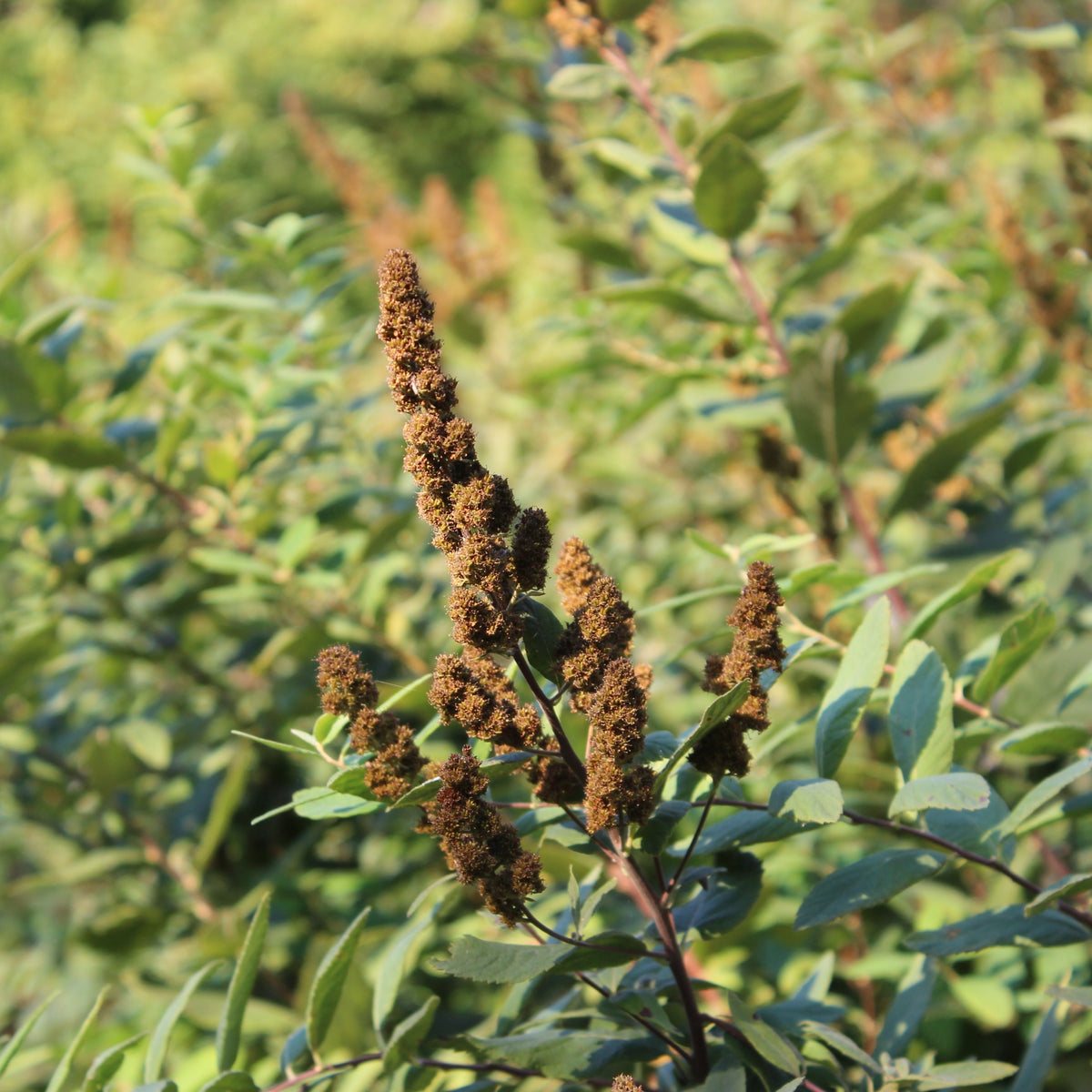 Spiraea douglasii (Hardhack) – Satinflower Nurseries
