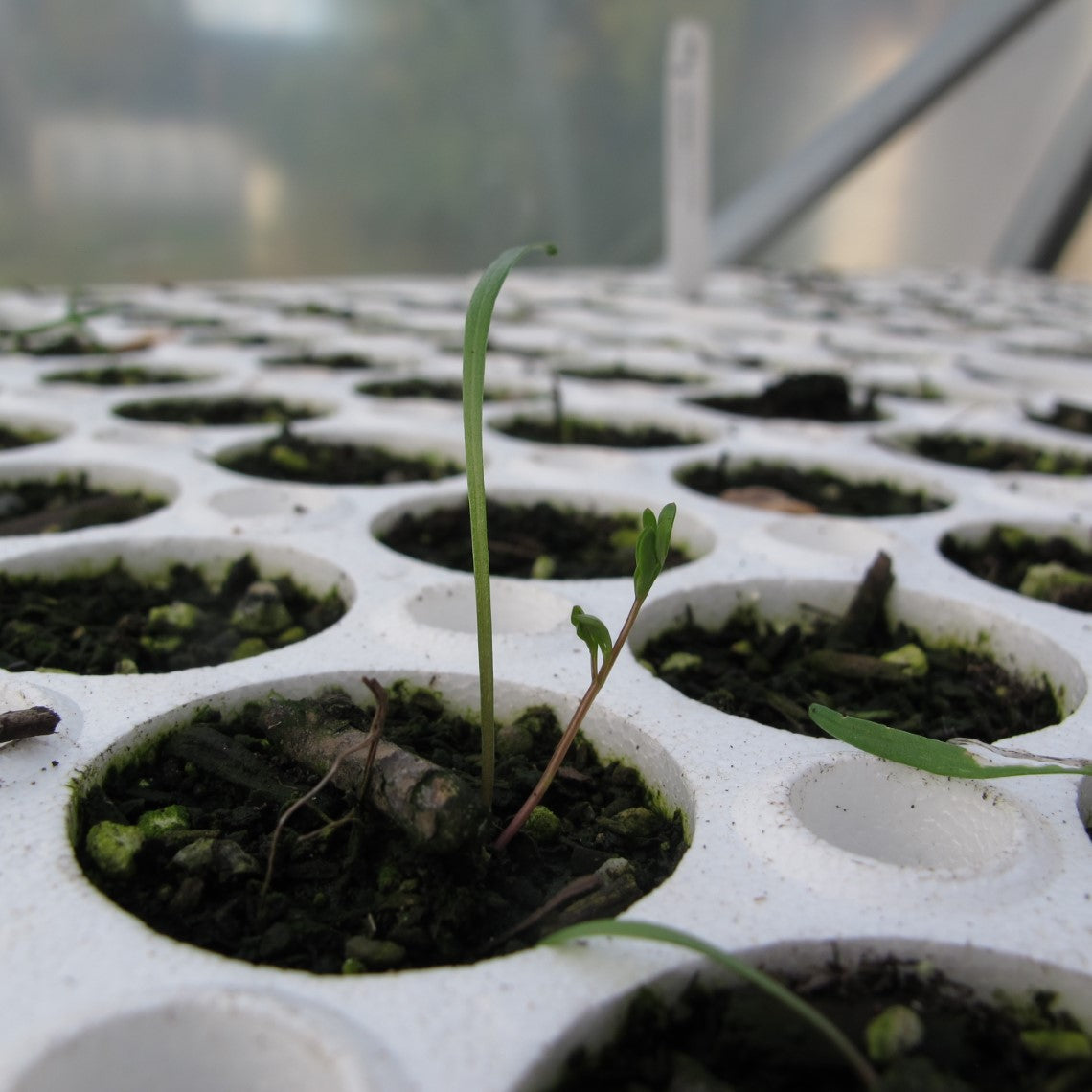 Lomatium utriculatum (Spring Gold) – Satinflower Nurseries
