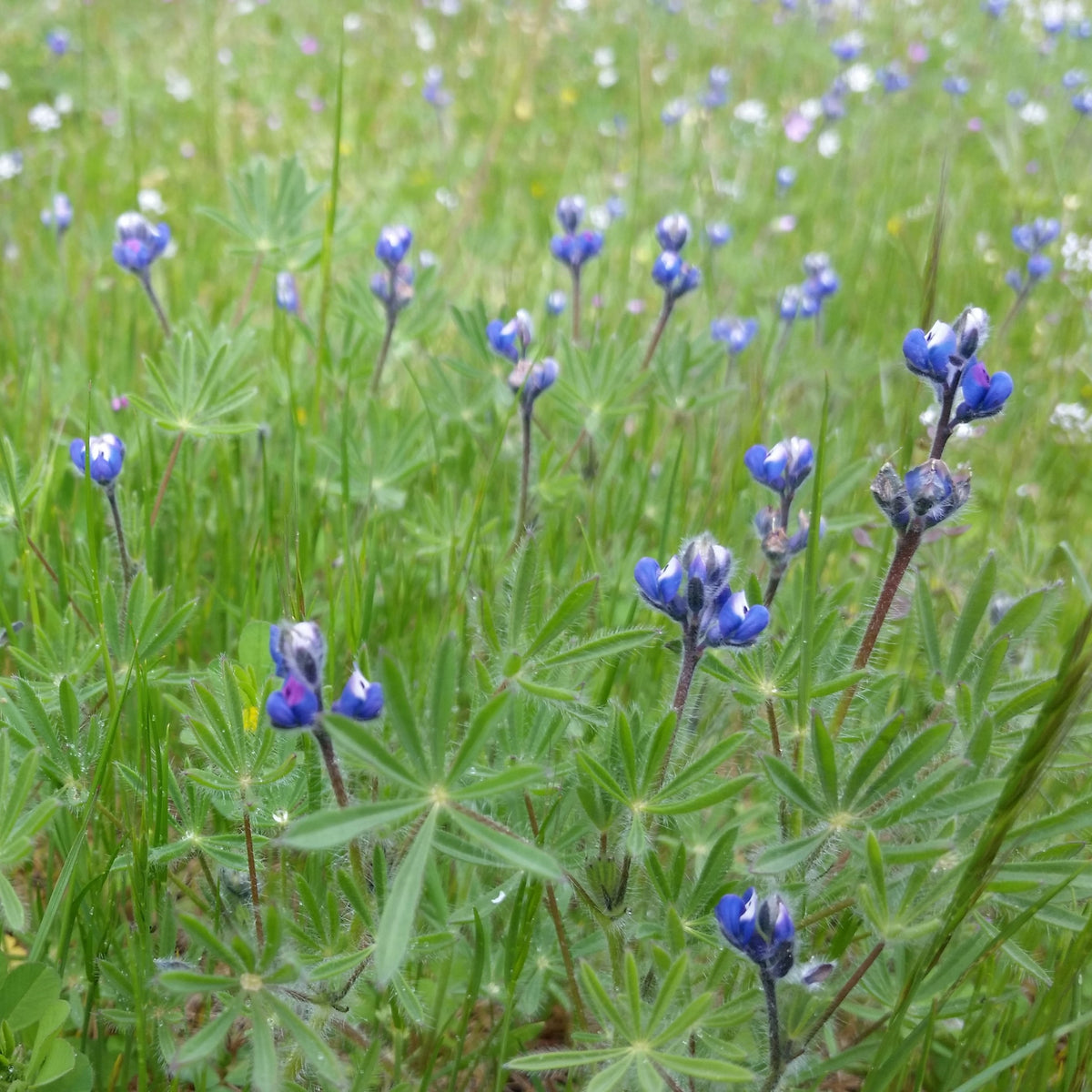 Lupinus polycarpus (Small-flowered Lupine) – Satinflower Nurseries