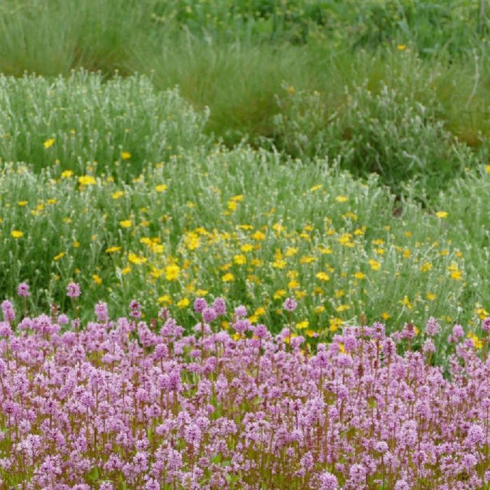 Designed Seed Blends – Satinflower Nurseries