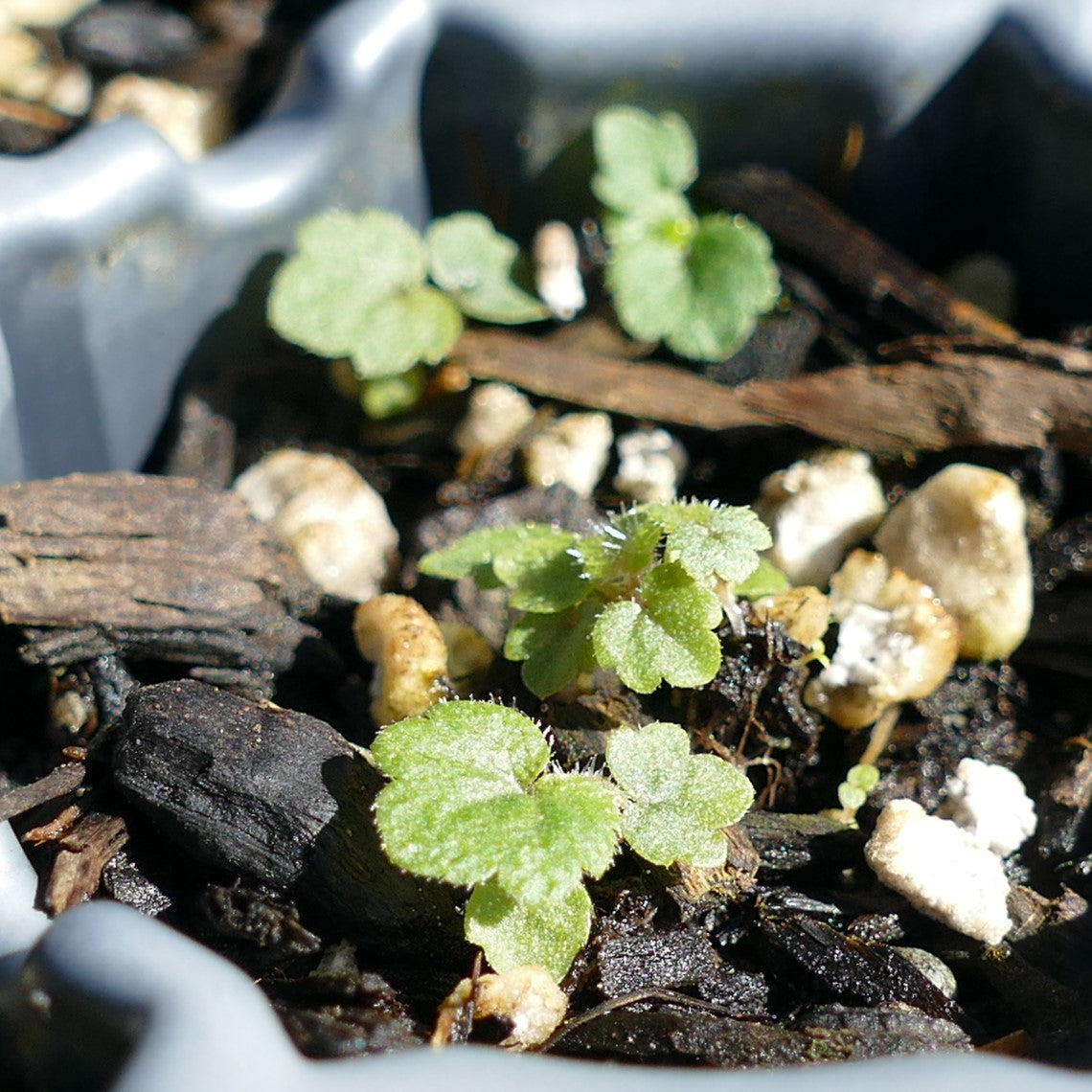 Tellima grandiflora (Fringecup) – Satinflower Nurseries