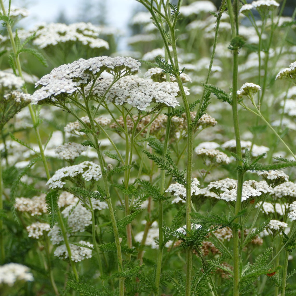 Achillea millefolium (Yarrow) – Satinflower Nurseries