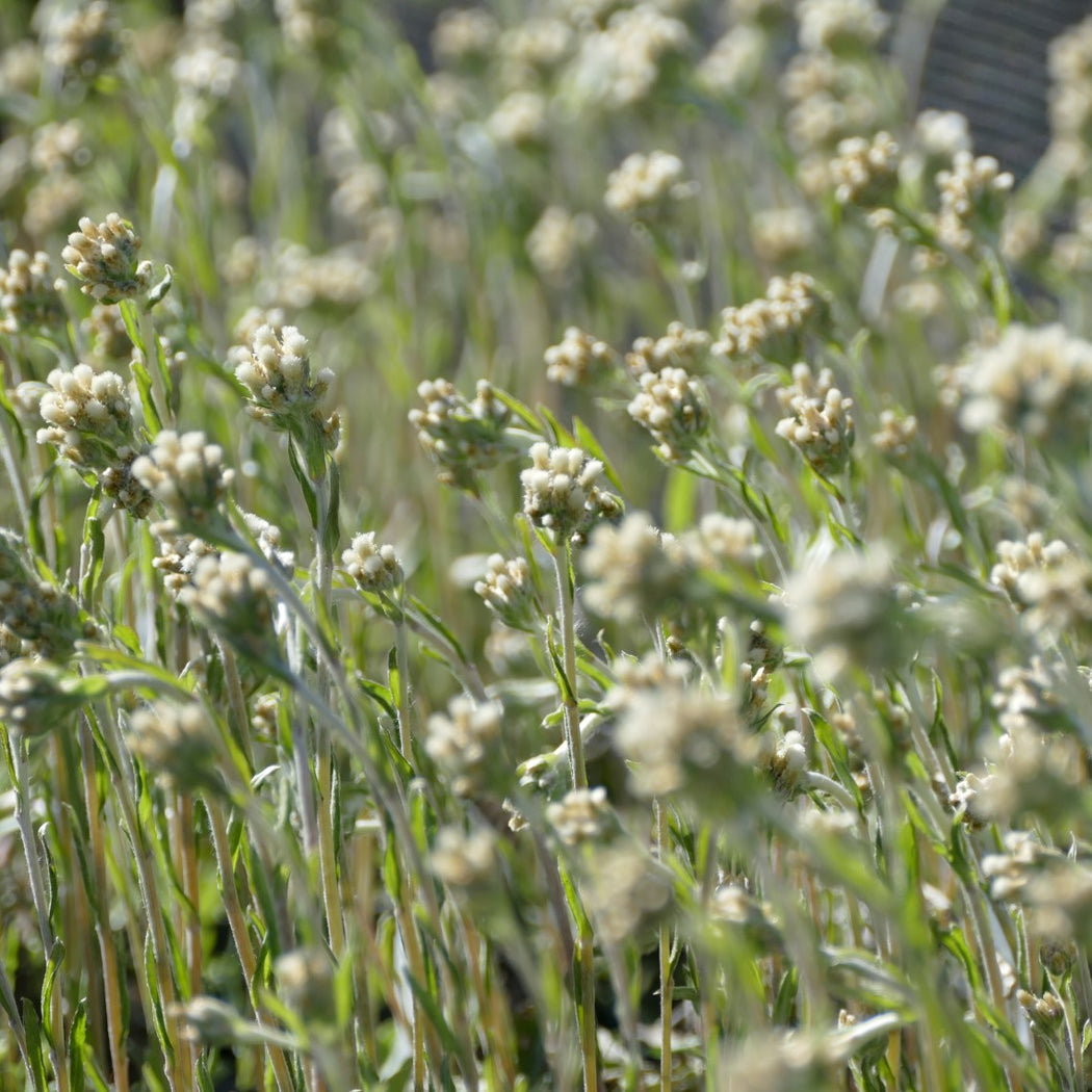 All Seed – Satinflower Nurseries