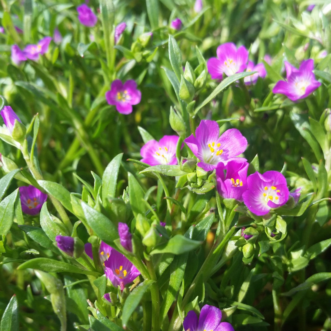 Calandrinia menziesii (Red Maids) – Satinflower Nurseries