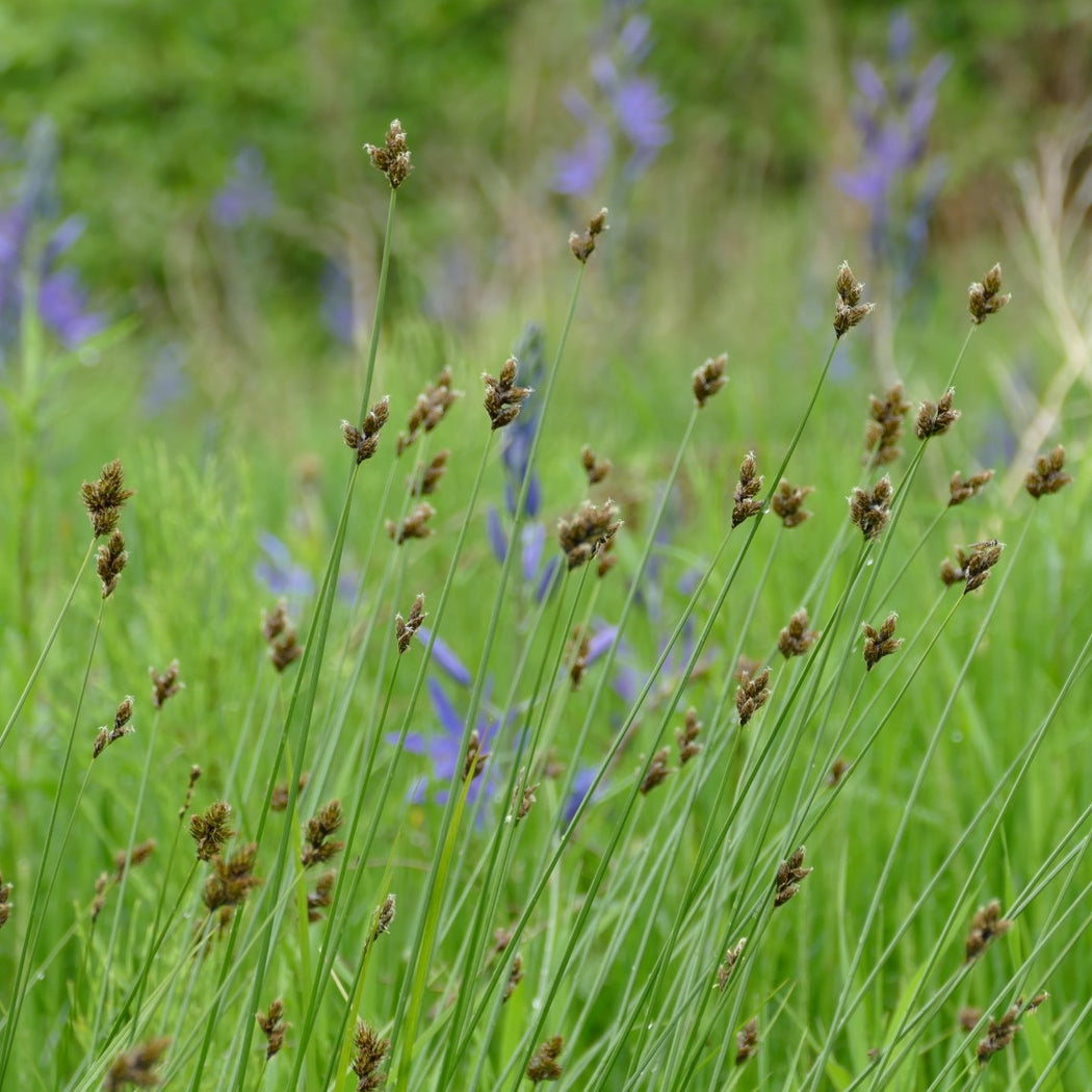 In Stock Now! – Satinflower Nurseries