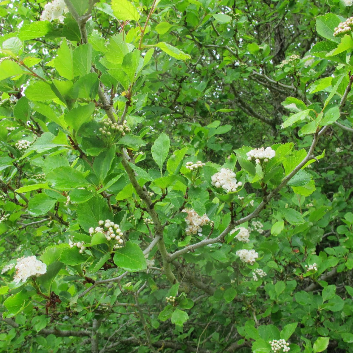 Crataegus gaylussacia (Suksdorf's Hawthorn) – Satinflower Nurseries