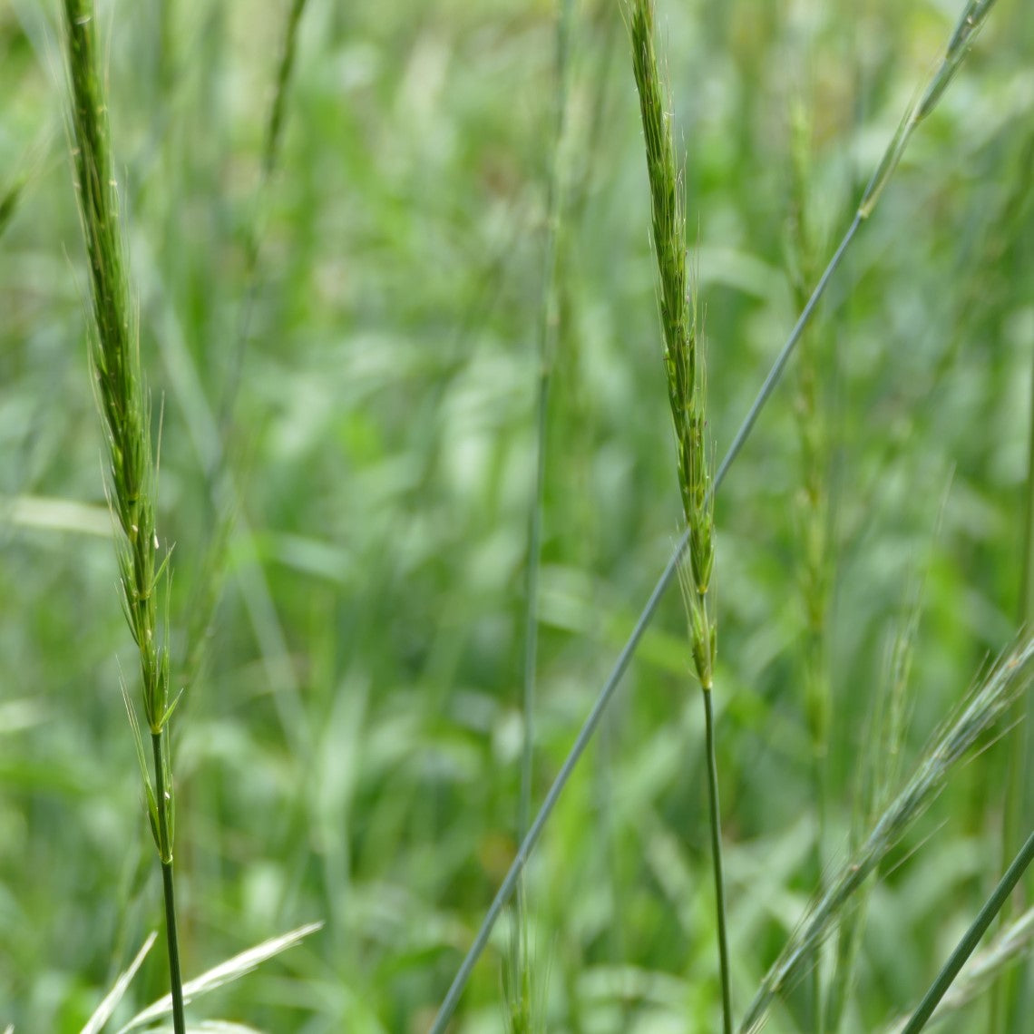 Elymus glaucus (Blue Wildrye) – Satinflower Nurseries
