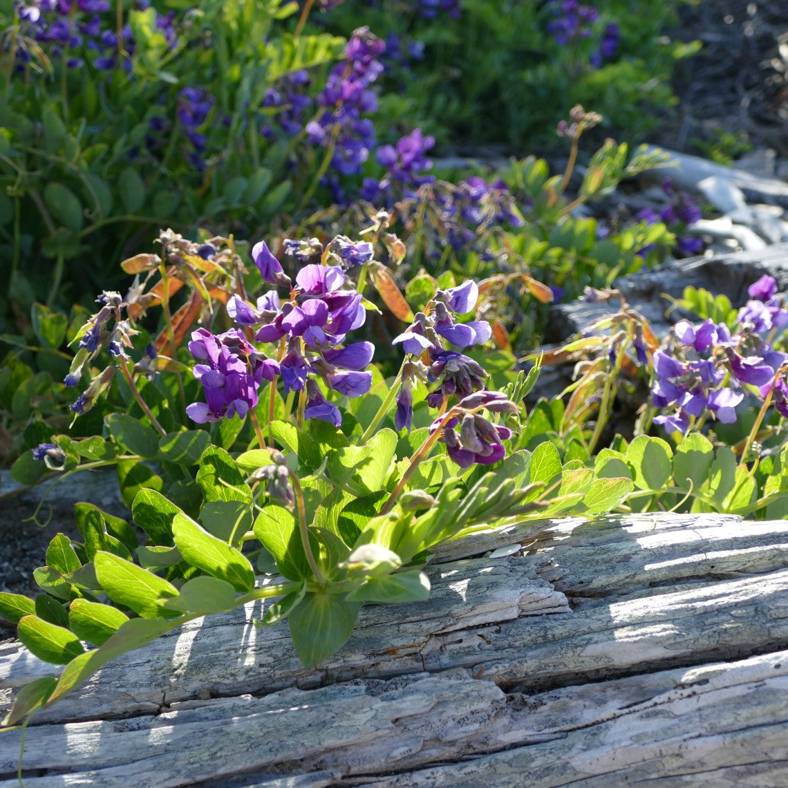Lathyrus japonicus (Beach Pea) – Satinflower Nurseries