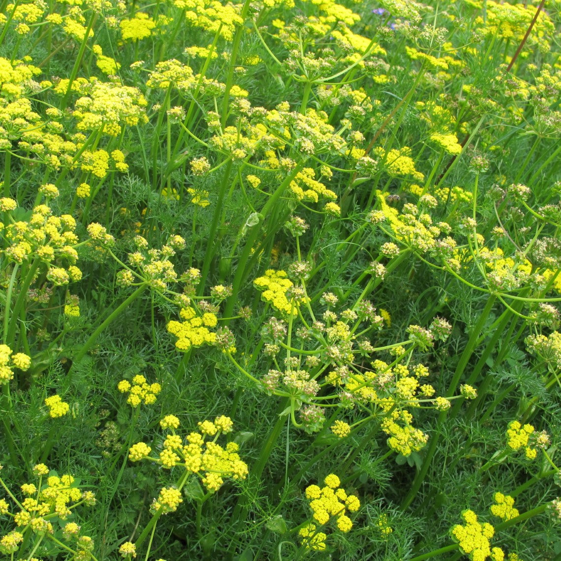 Lomatium utriculatum (Spring Gold) – Satinflower Nurseries