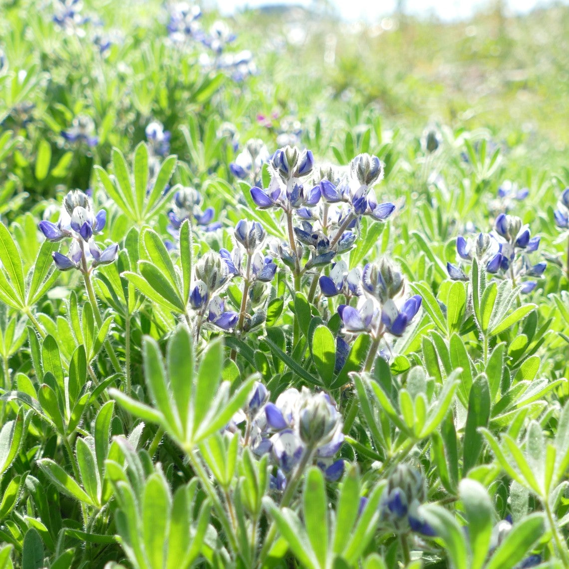 Lupinus bicolor (Bicoloured Lupine) – Satinflower Nurseries