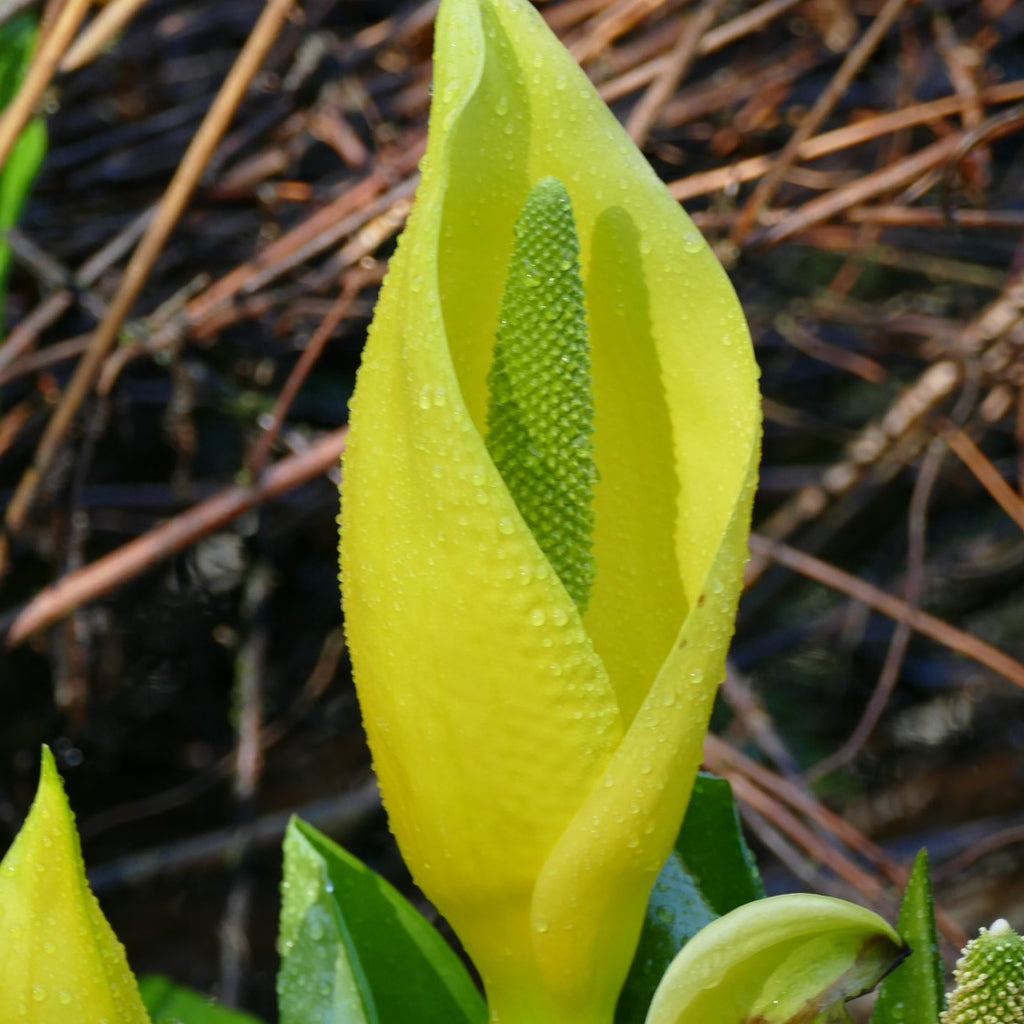 Lysichiton americanus (Skunk Cabbage) – Satinflower Nurseries