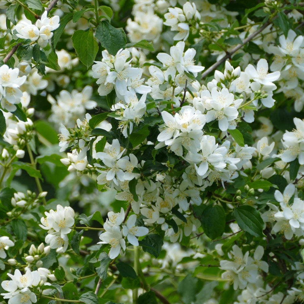 Philadelphus lewisii (Mock Orange) – Satinflower Nurseries