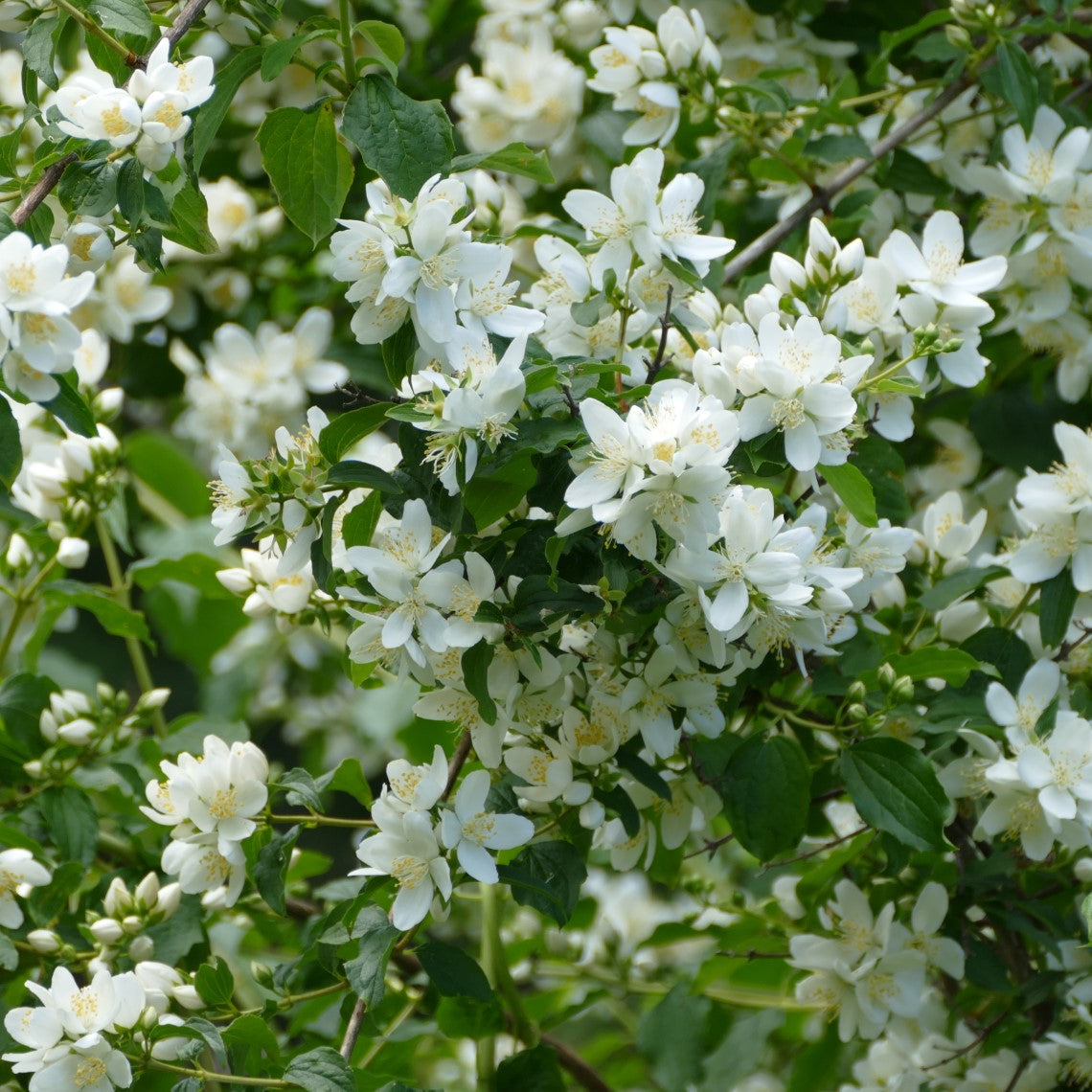 Philadelphus lewisii (Mock Orange) – Satinflower Nurseries