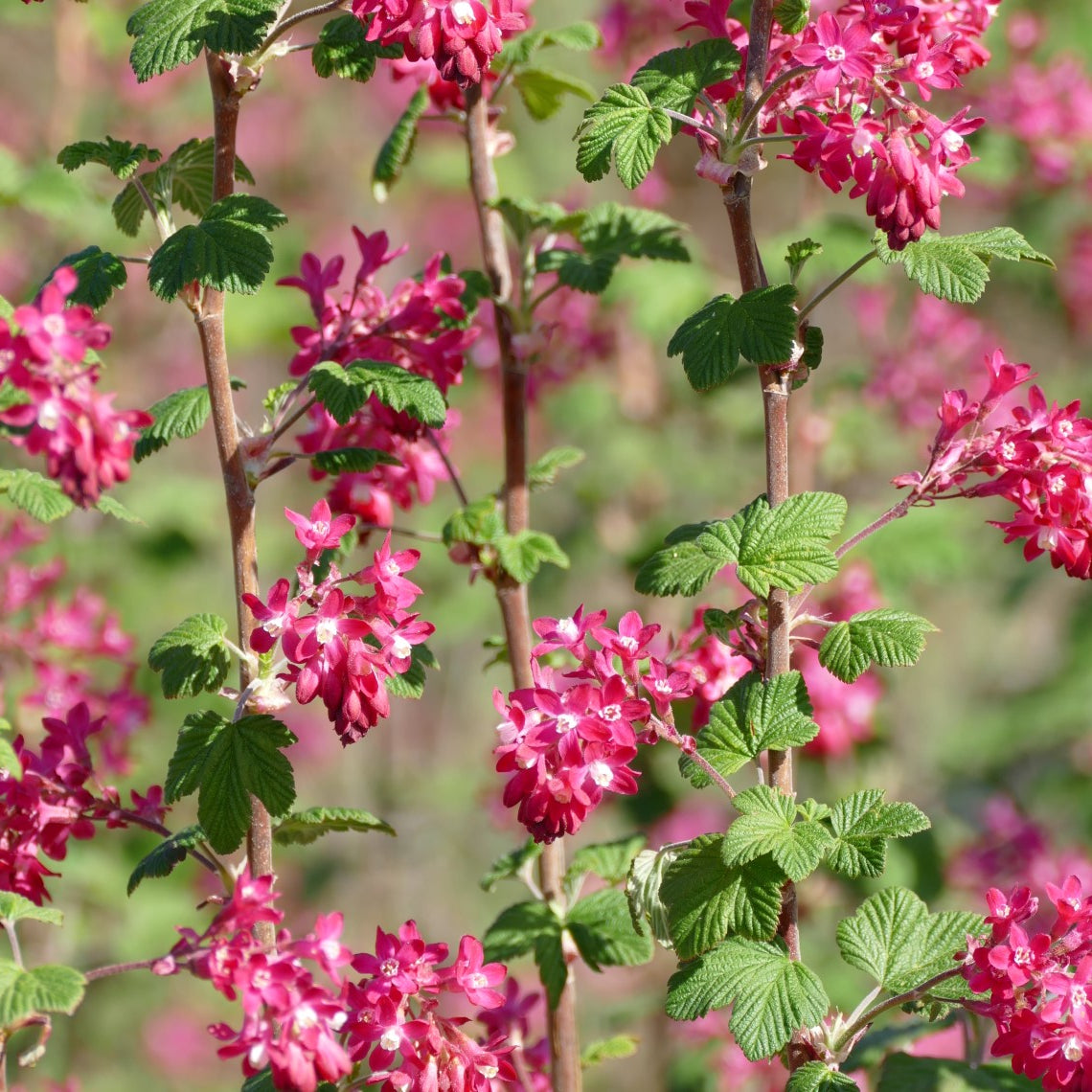 Ribes sanguineum (Red-flowering Currant) – Satinflower Nurseries