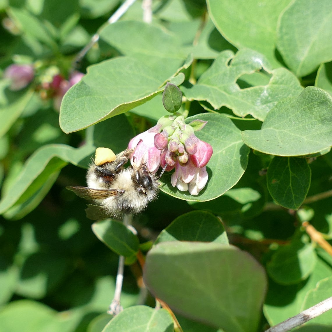 Symphoricarpos albus (Common Snowberry) – Satinflower Nurseries